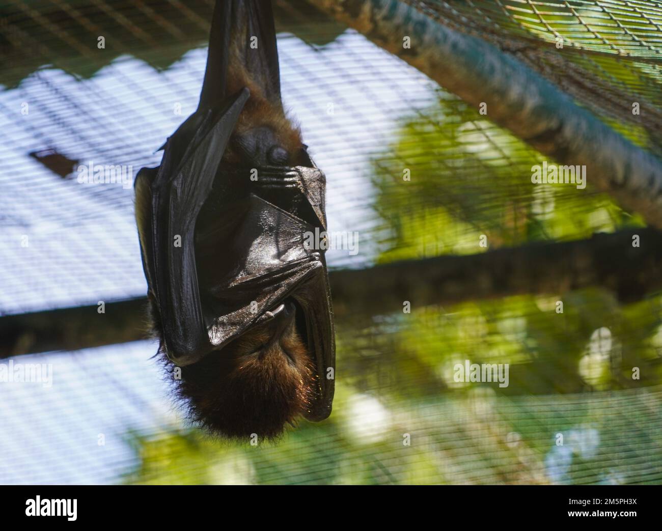 Flying Fox Fruit Bat in Tree Tops Stock Photo - Alamy