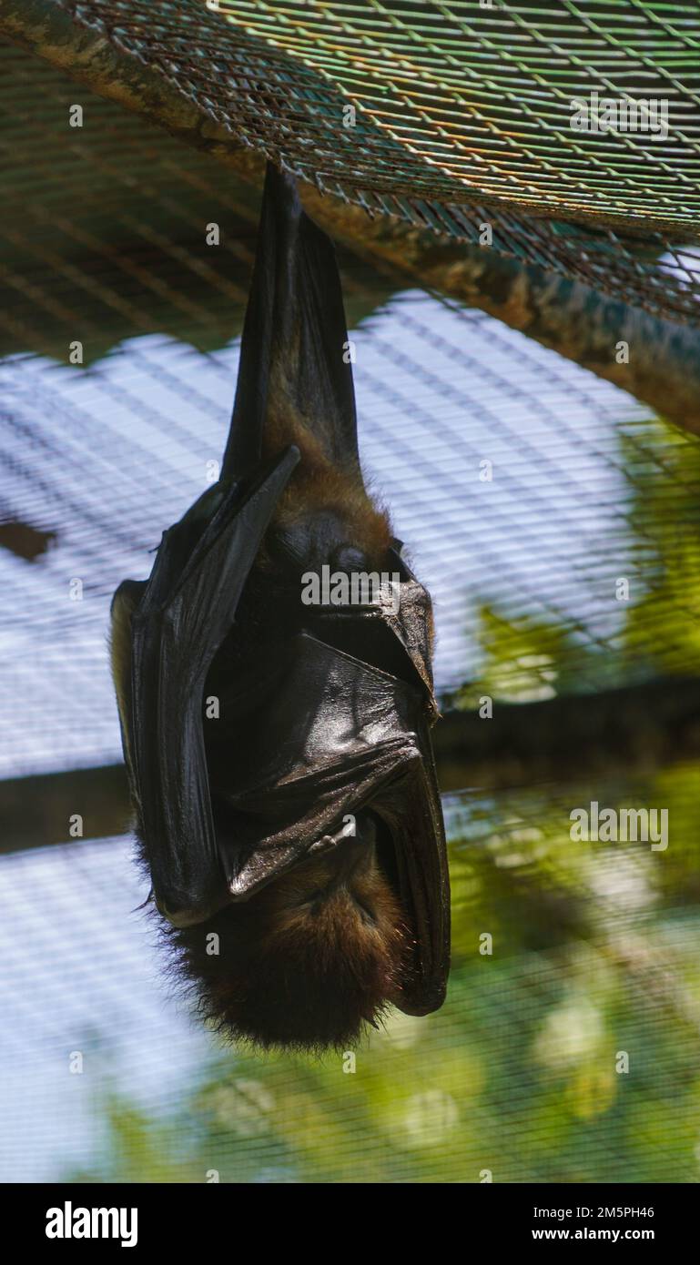 Flying Fox Fruit Bat in Tree Tops Stock Photo - Alamy