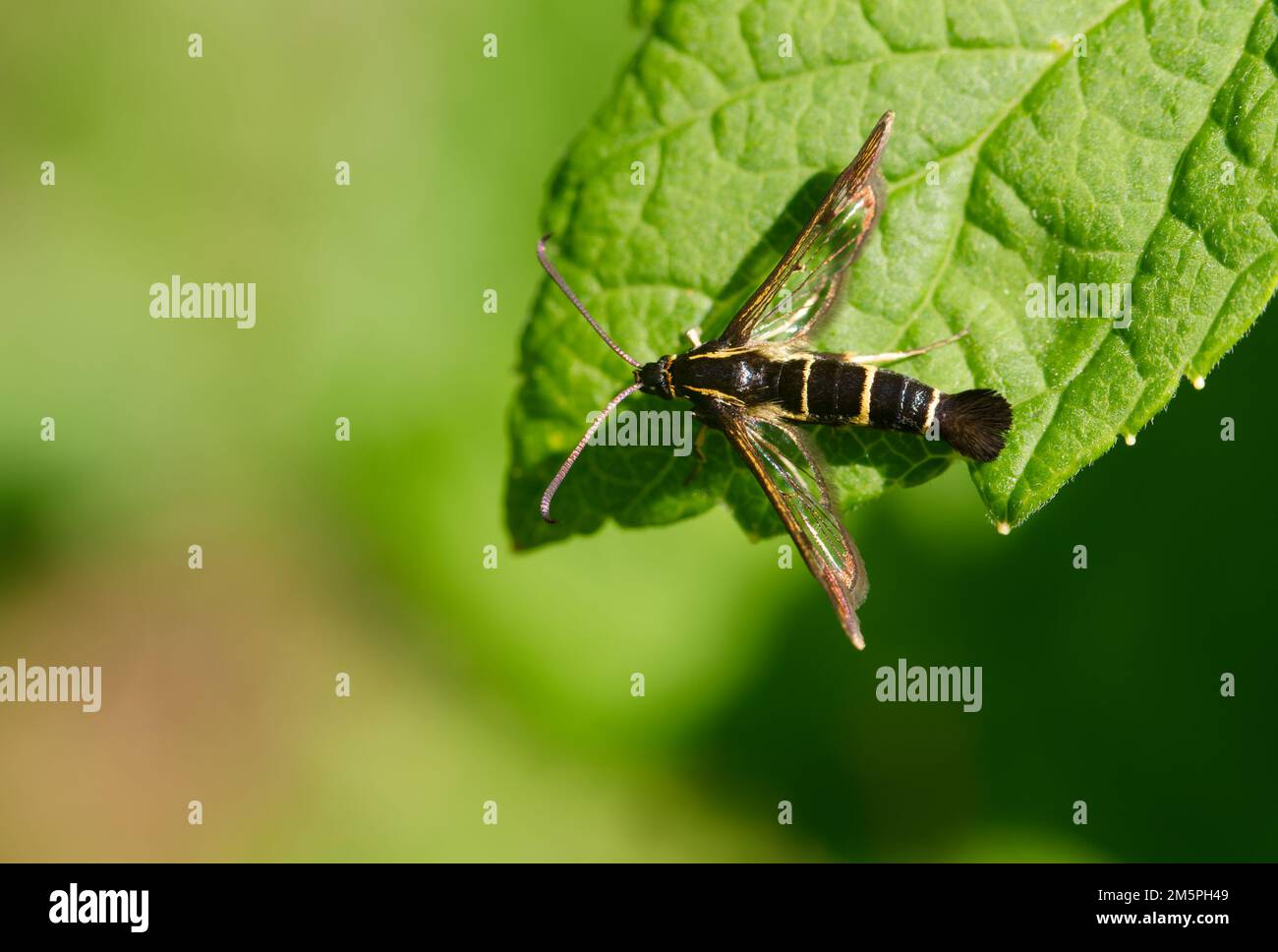 Currant clearwing (Synanthedon tipuliformis) in a garden Stock Photo ...