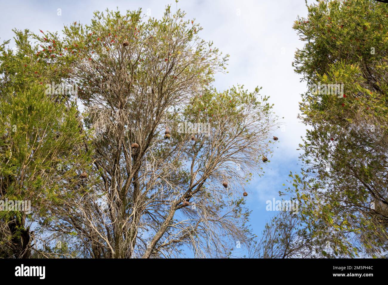 Flying Fox Fruit Bat in Tree Tops Stock Photo - Alamy
