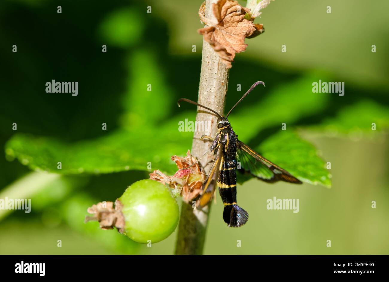 Currant clearwing hi-res stock photography and images - Alamy