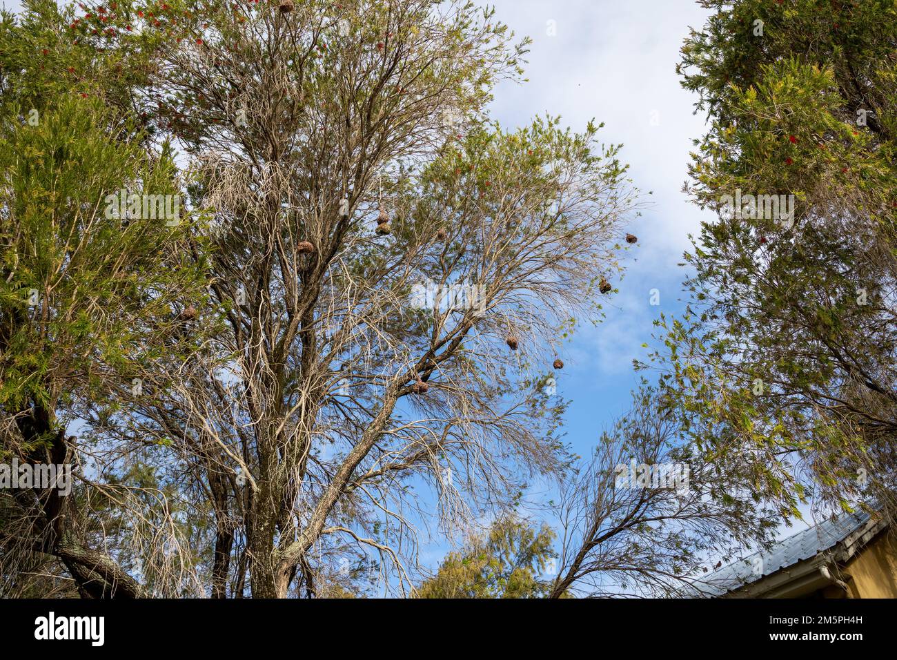Flying Fox Fruit Bat in Tree Tops Stock Photo - Alamy