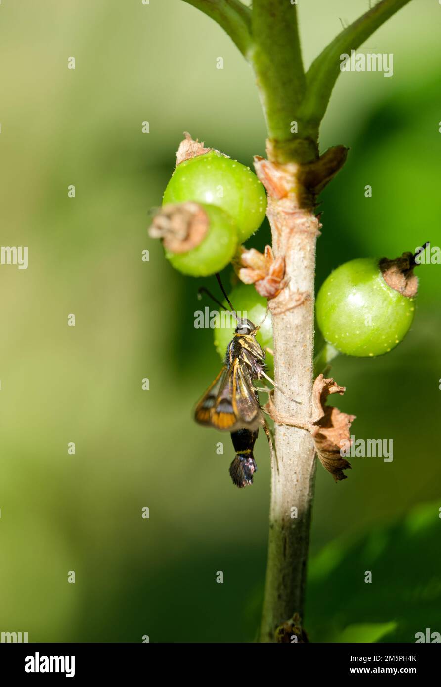 Currant clearwing (Synanthedon tipuliformis) in a garden Stock Photo ...