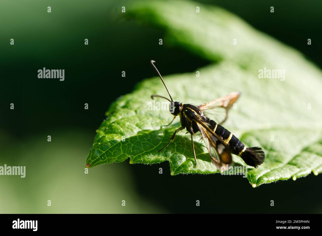 Currant clearwing (Synanthedon tipuliformis) in a garden Stock Photo ...