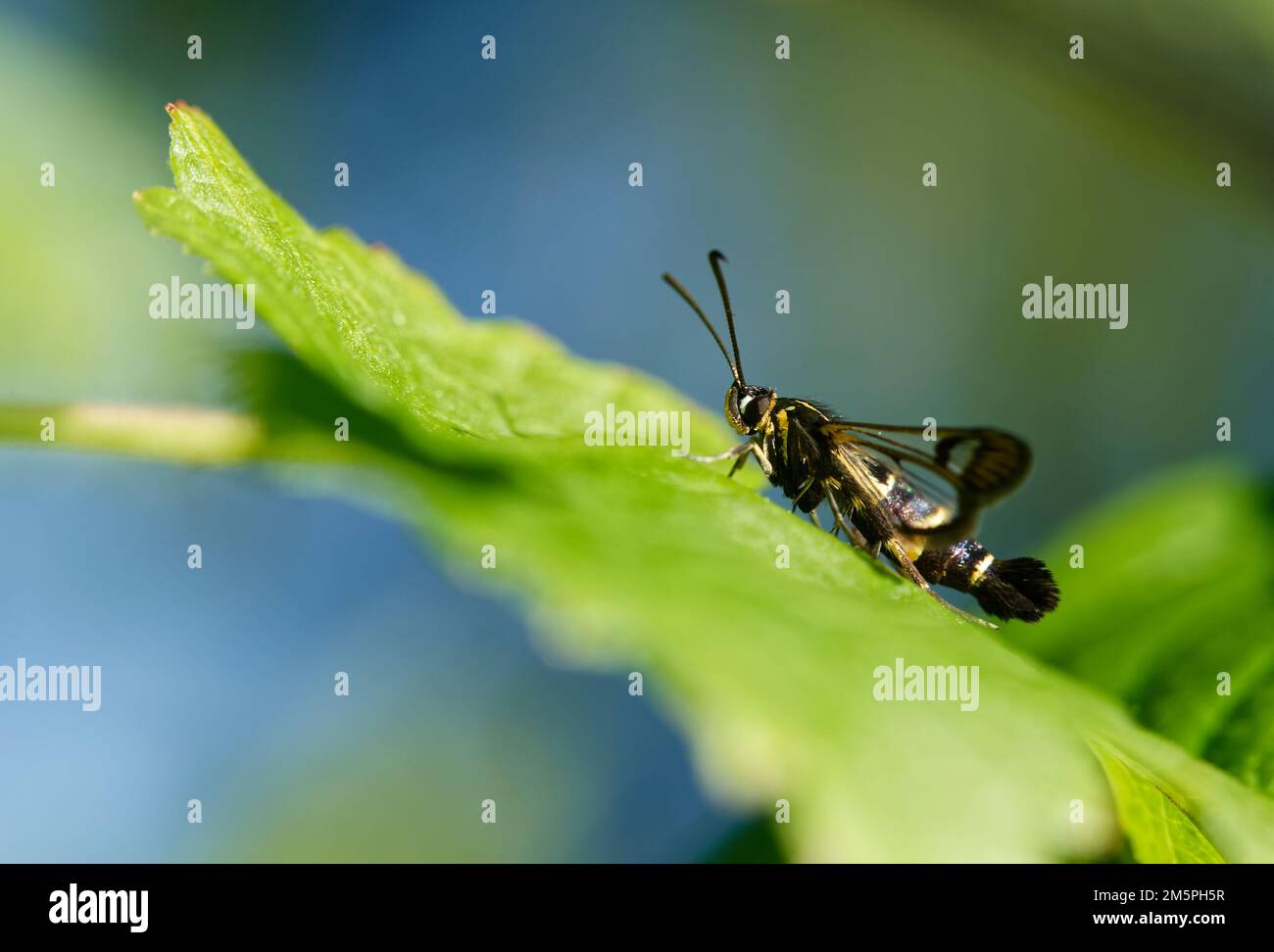Currant clearwing moth hi-res stock photography and images - Alamy