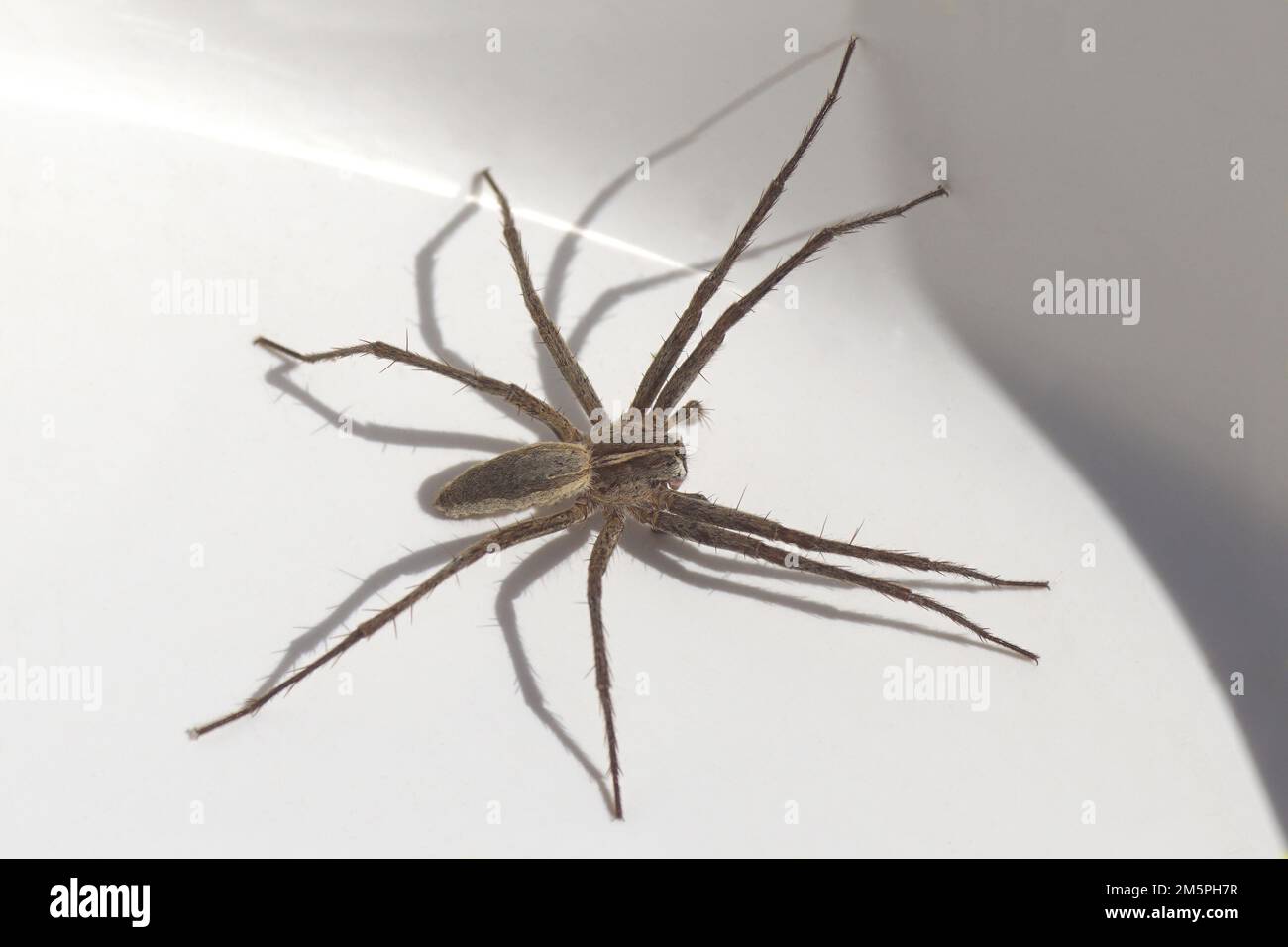 Female Nursery web spider (Pisaura mirabilis). Family Nursery web ...