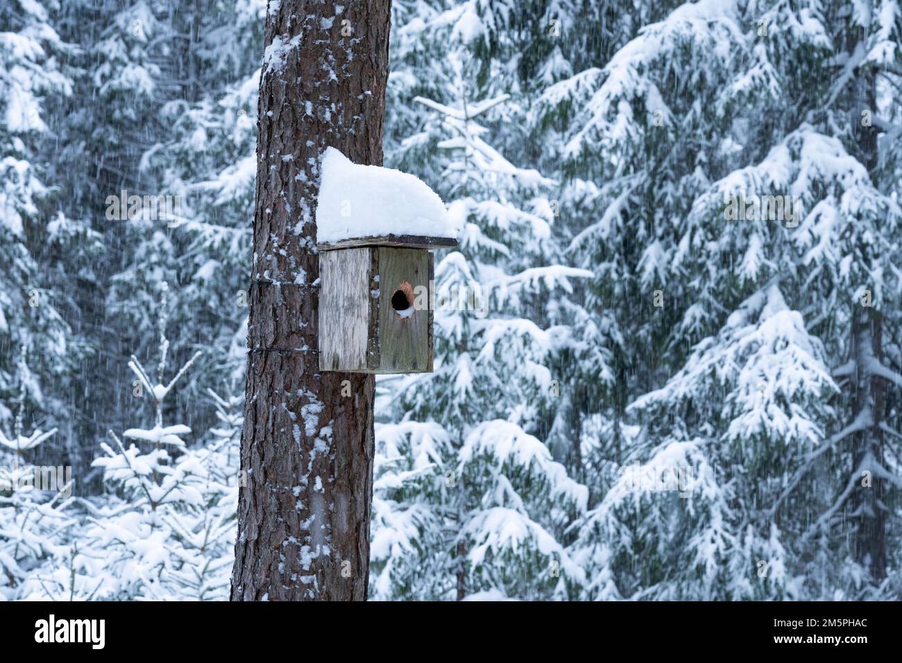 A wooden nesting box on a Pine tree trunk covered with snow in a boreal ...