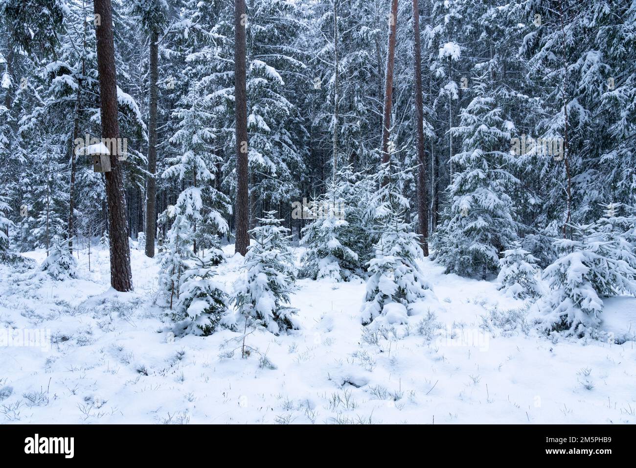 A snowy coniferous forest with a wooden nesting box on one tree on a ...