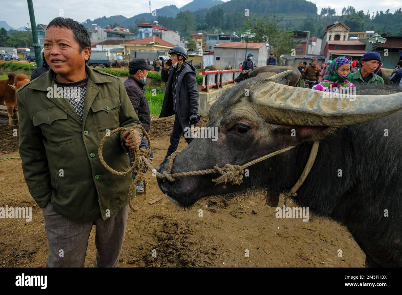 Bac Ha, Vietnam - December 18, 2022: A man selling buffalo at the Bac ...