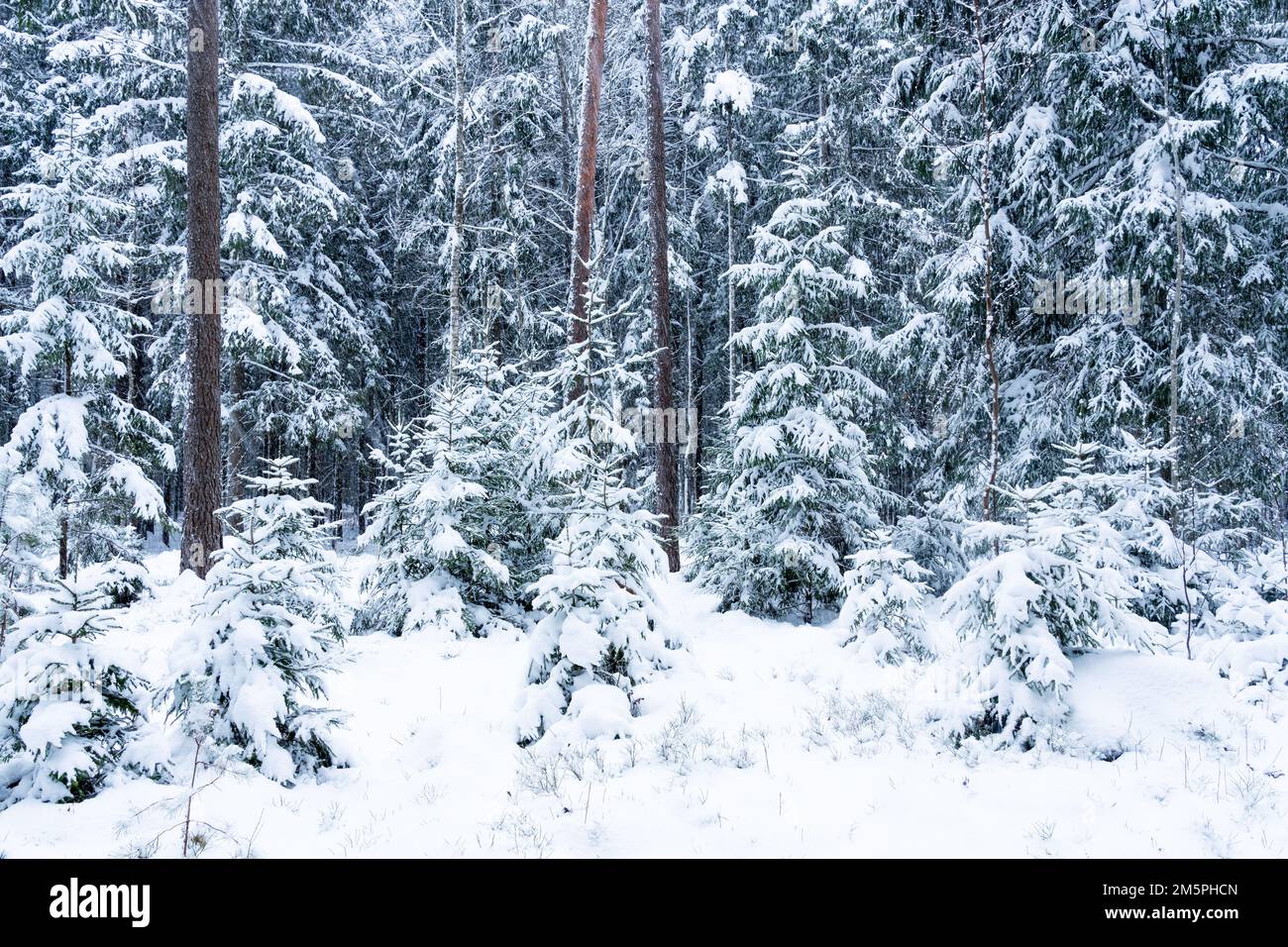 A snowy coniferous forest on a cloudy day in Estonia, Northern Europe ...