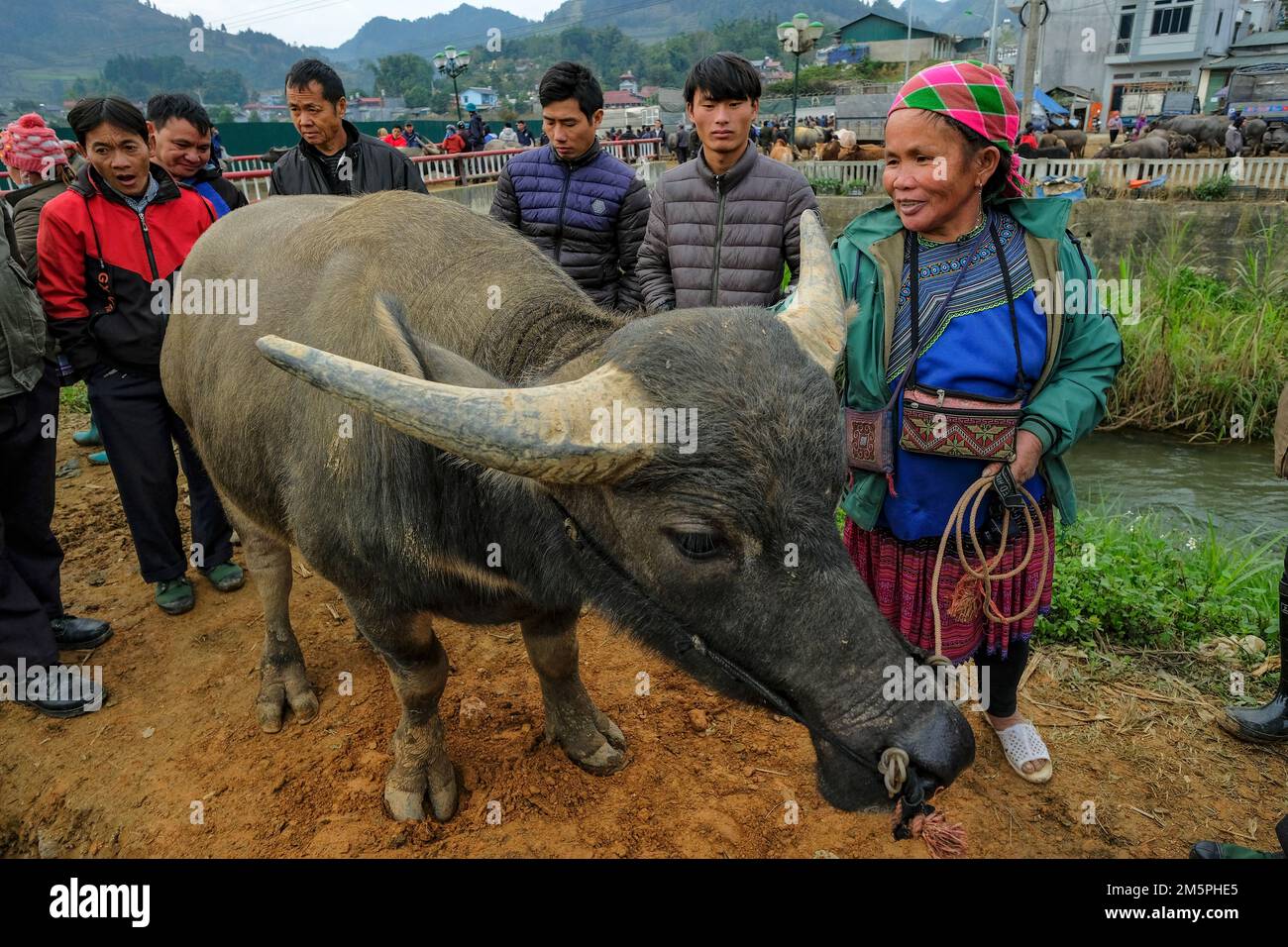 Bac Ha, Vietnam - December 18, 2022: A woman selling buffalo at the Bac ...