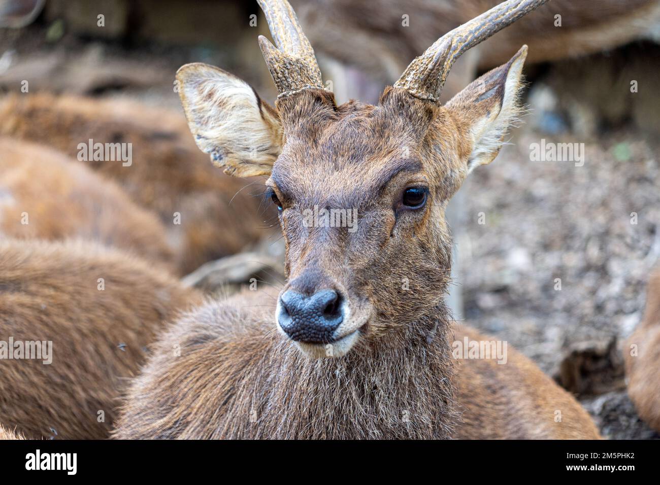 Herd of Samba Deer Close up Lovel Level Portrait Stock Photo - Alamy