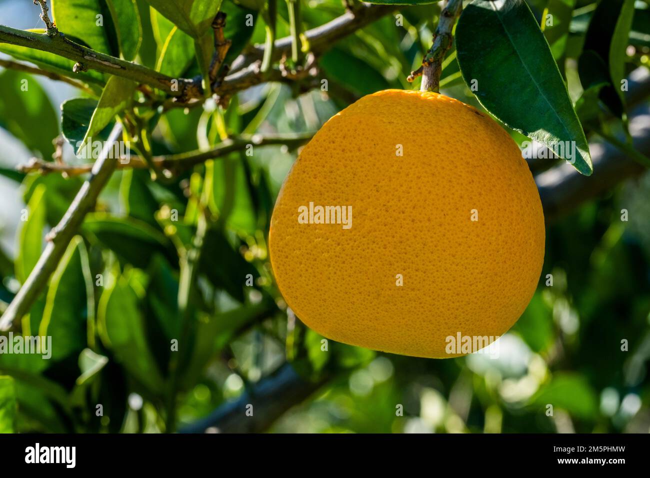 Ripe orange citrus, close-up photo of juicy and fresh fruit at organic ...