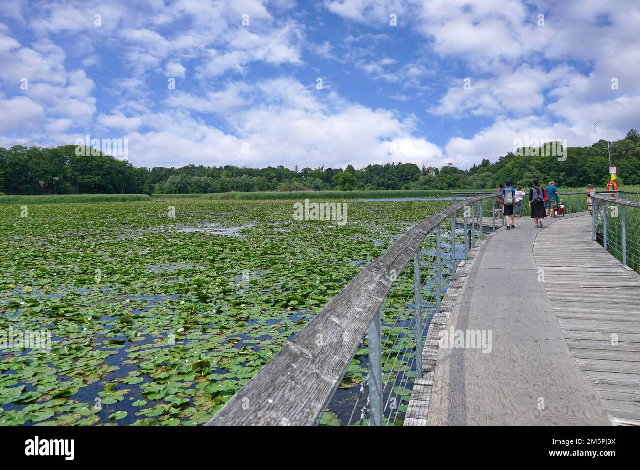 Natural wetland marsh with lily pads in Rouge National Park, Toronto ...