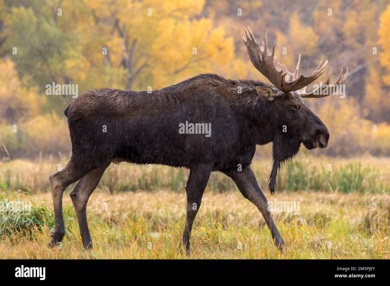 Closeup alaskan moose on grass hi-res stock photography and images - Alamy