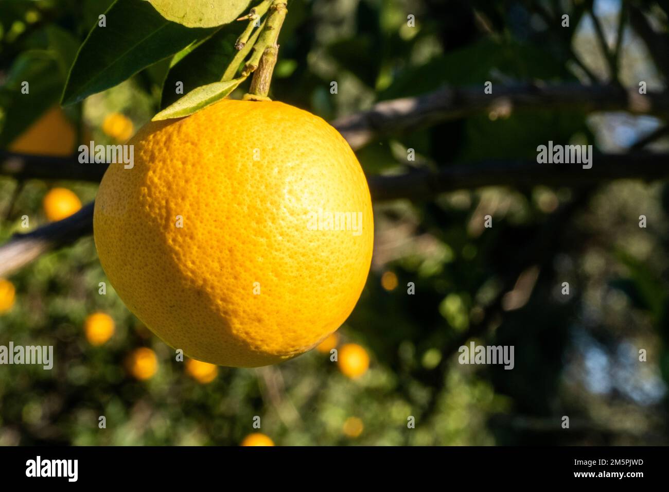 Ripe orange citrus, close-up photo of juicy and fresh fruit at organic ...