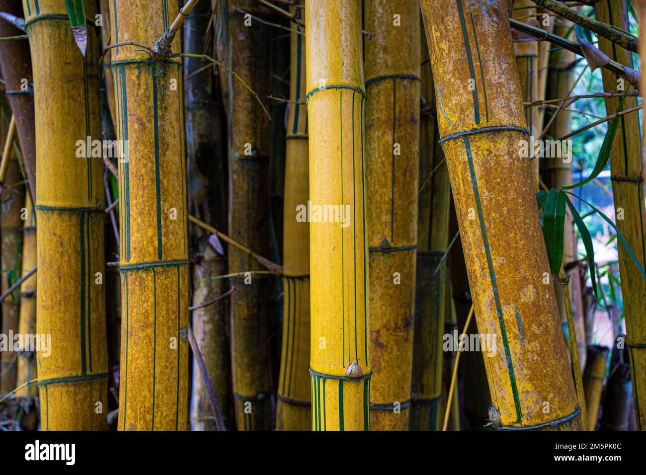 Giant Bamboo for wallpaper textured natural effect Stock Photo - Alamy