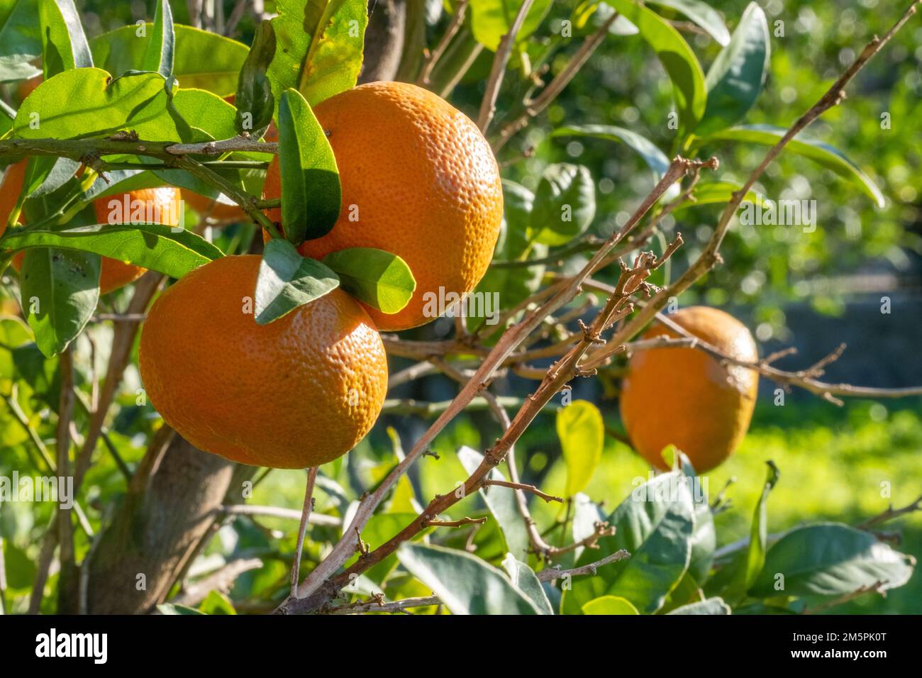 Mandarin fruits on sunny day, close-up. Sun reflecting bright on fruit ...