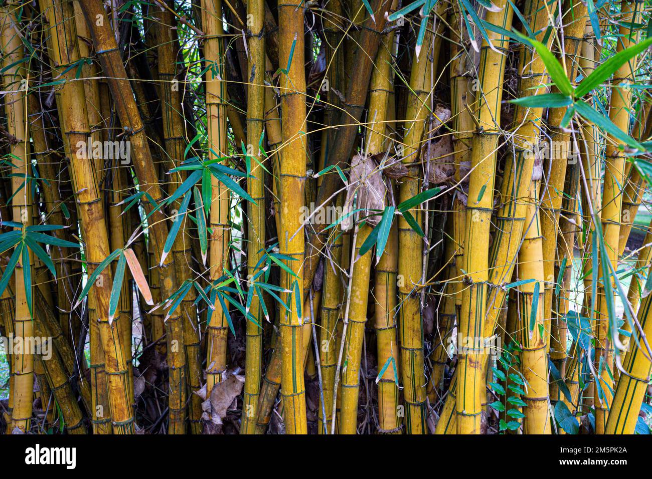Giant Bamboo for wallpaper textured natural effect Stock Photo - Alamy