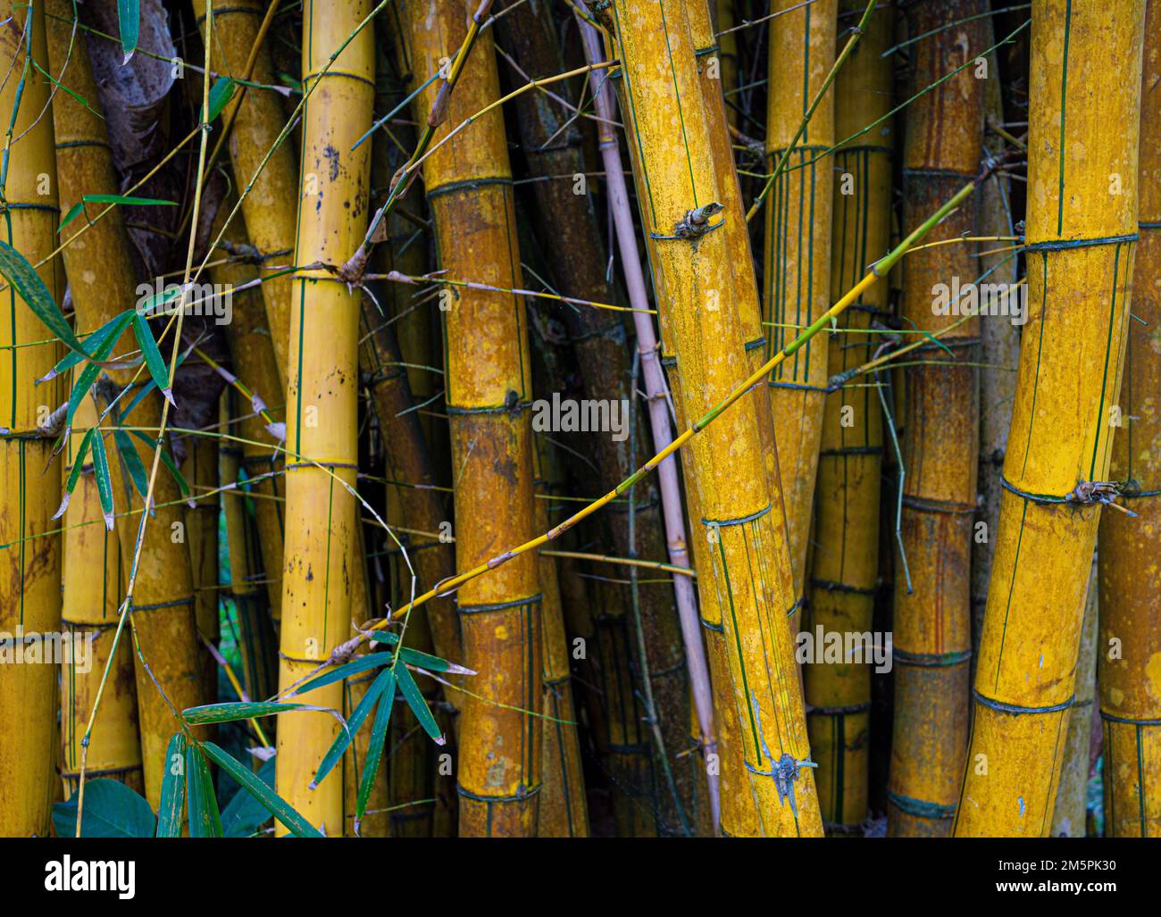 Giant Bamboo for wallpaper textured natural effect Stock Photo - Alamy