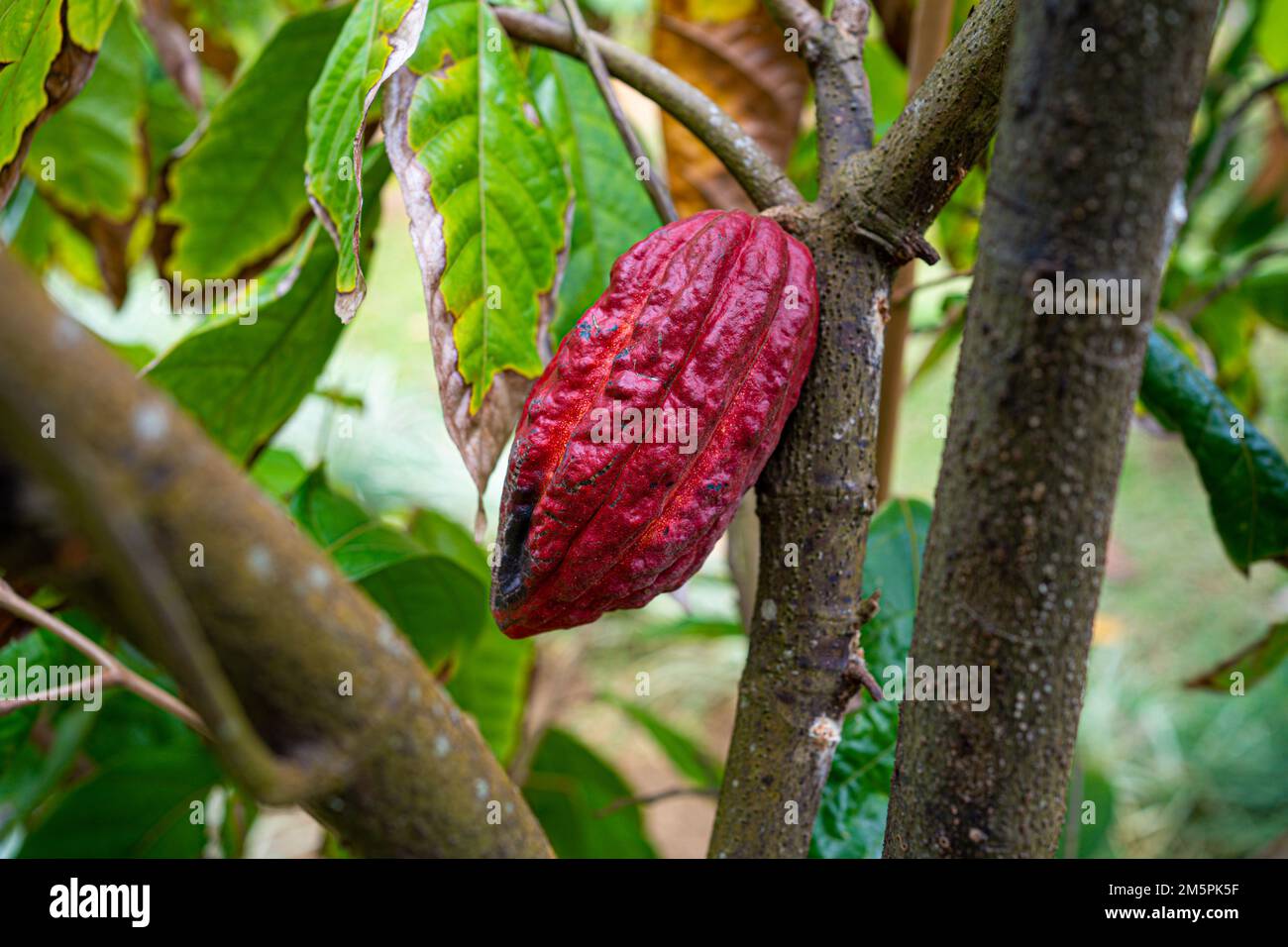 Cacao Tree Fruit, also known as Theobroma Cacao, Cacao Pods and seeds ...