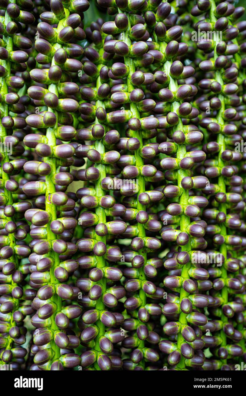 Mayang Tree fruit, Mayang pinang, Arenga pinnat, are used to produce ...