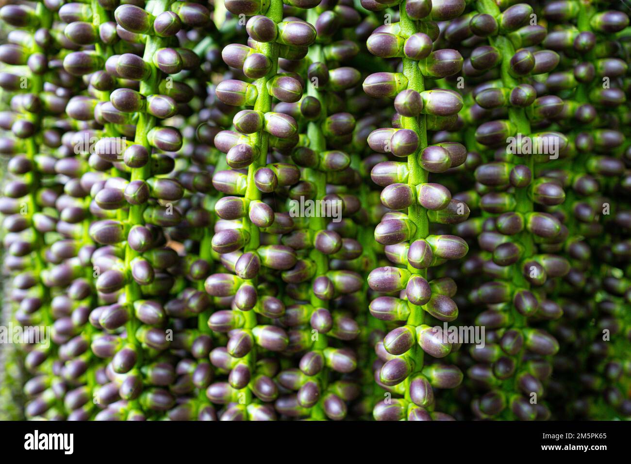 Mayang Tree fruit, Mayang pinang, Arenga pinnat, are used to produce ...