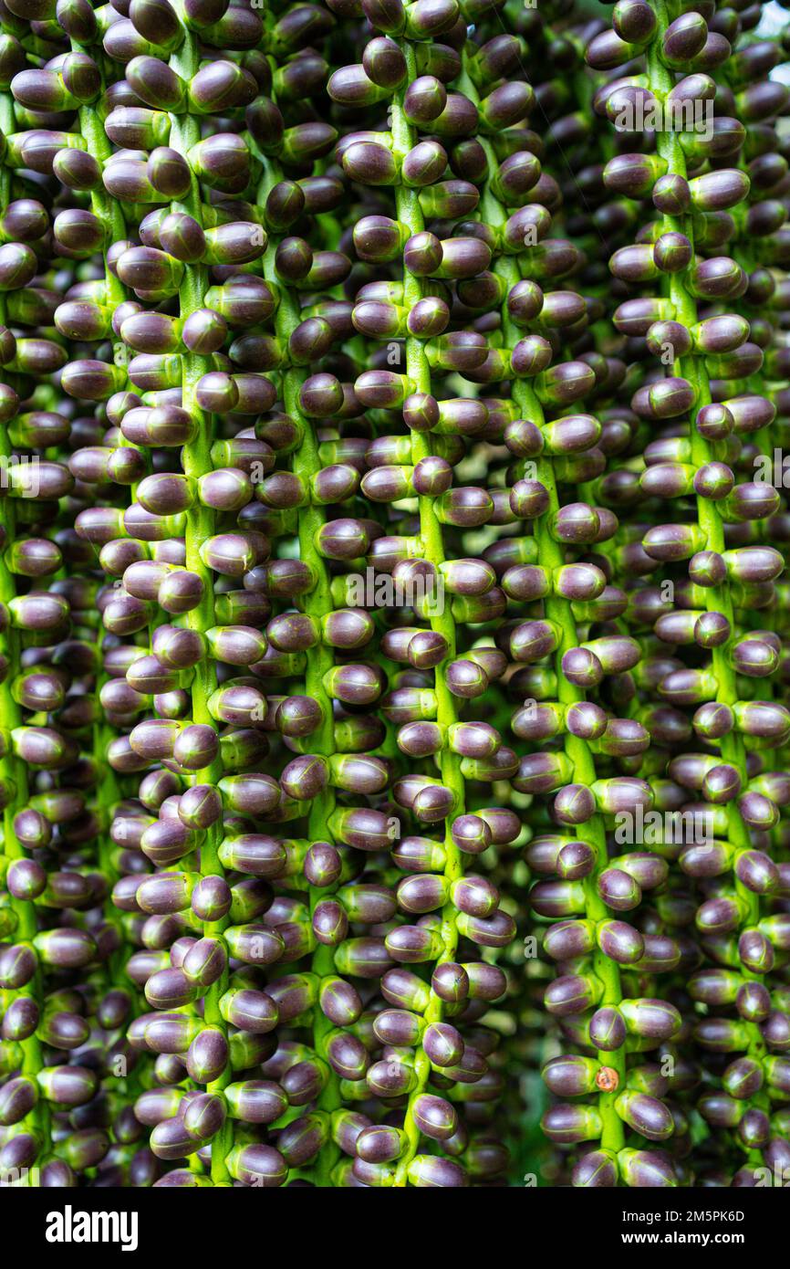 Mayang Tree fruit, Mayang pinang, Arenga pinnat, are used to produce ...