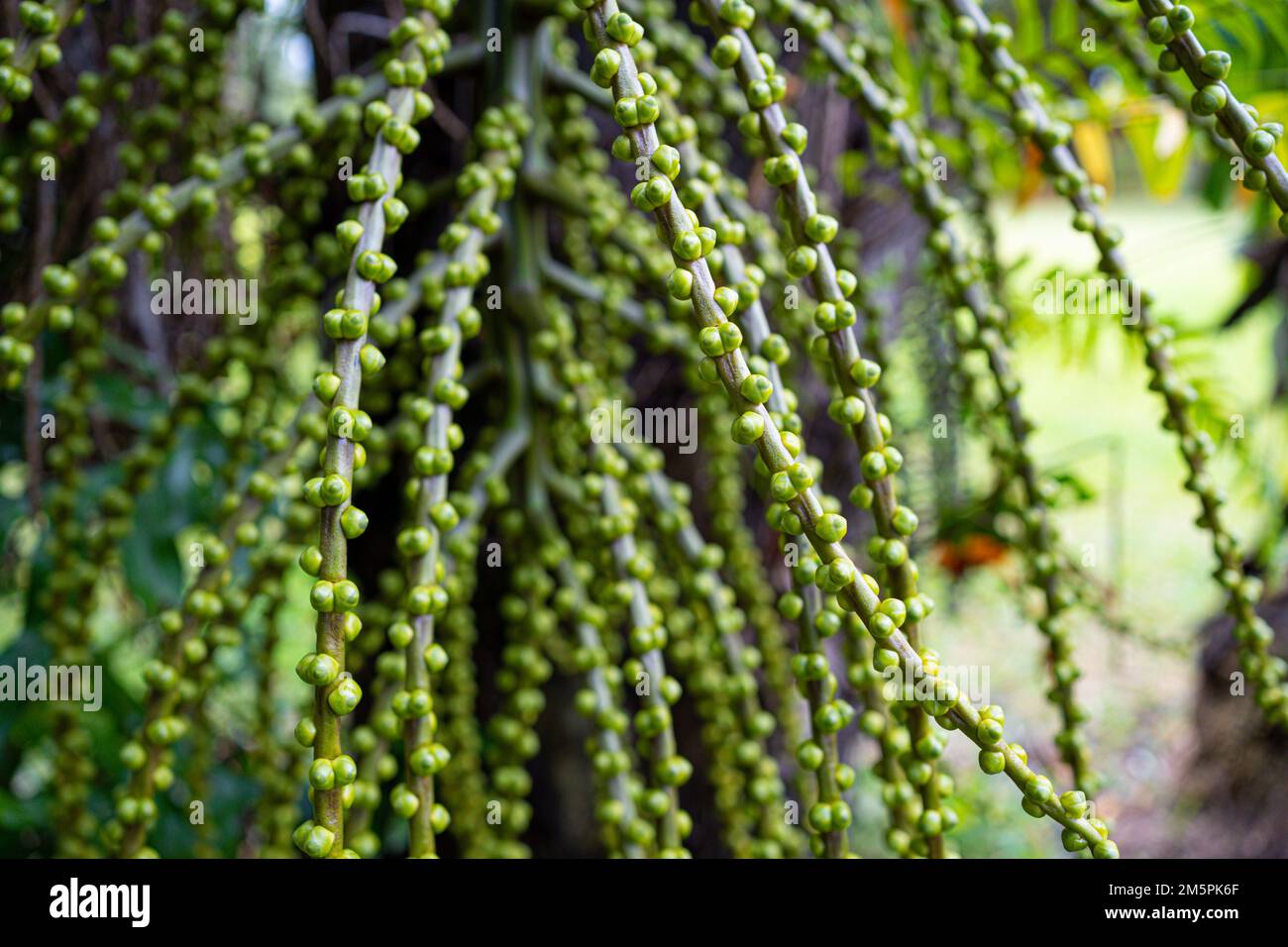 Mayang Tree fruit, Mayang pinang, Arenga pinnat, are used to produce ...