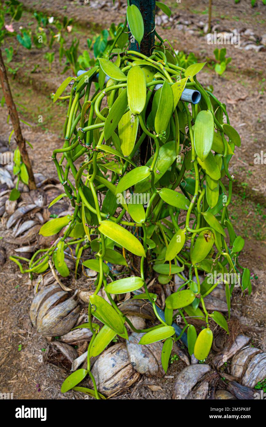 Vanilla Pod plants growing in Nursery Greenhouse Stock Photo - Alamy