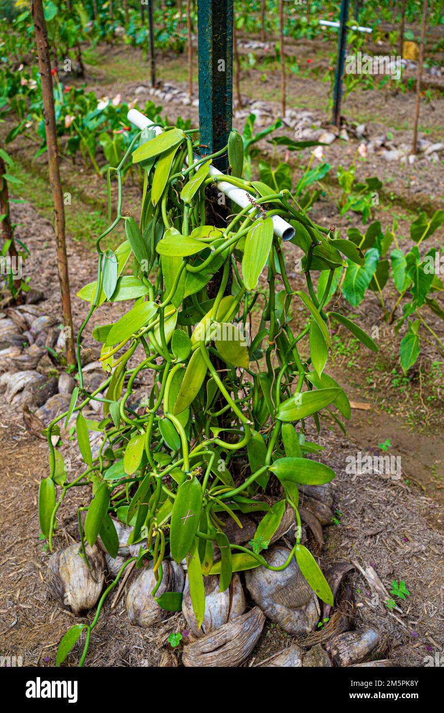 Vanilla Pod plants growing in Nursery Greenhouse Stock Photo - Alamy