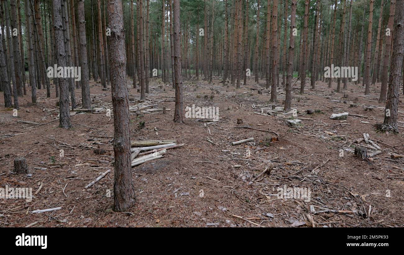 Fallen trees and branches in forest, woods Stock Photo - Alamy