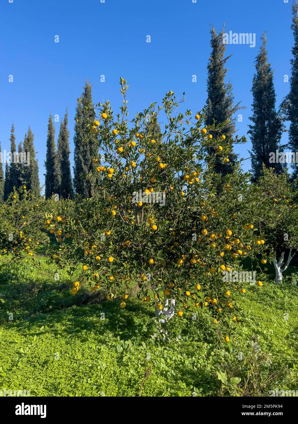 Tangerine tree hi-res stock photography and images - Alamy