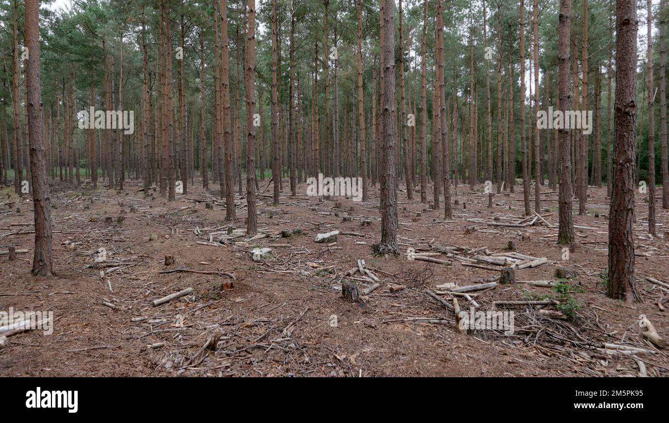 Fallen trees and branches in forest, woods Stock Photo - Alamy