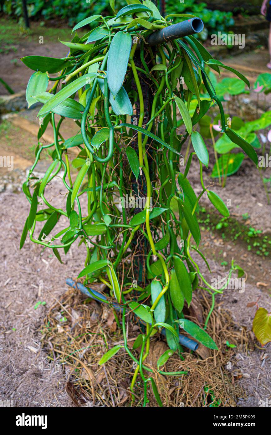 Vanilla Pod plants growing in Nursery Greenhouse Stock Photo - Alamy