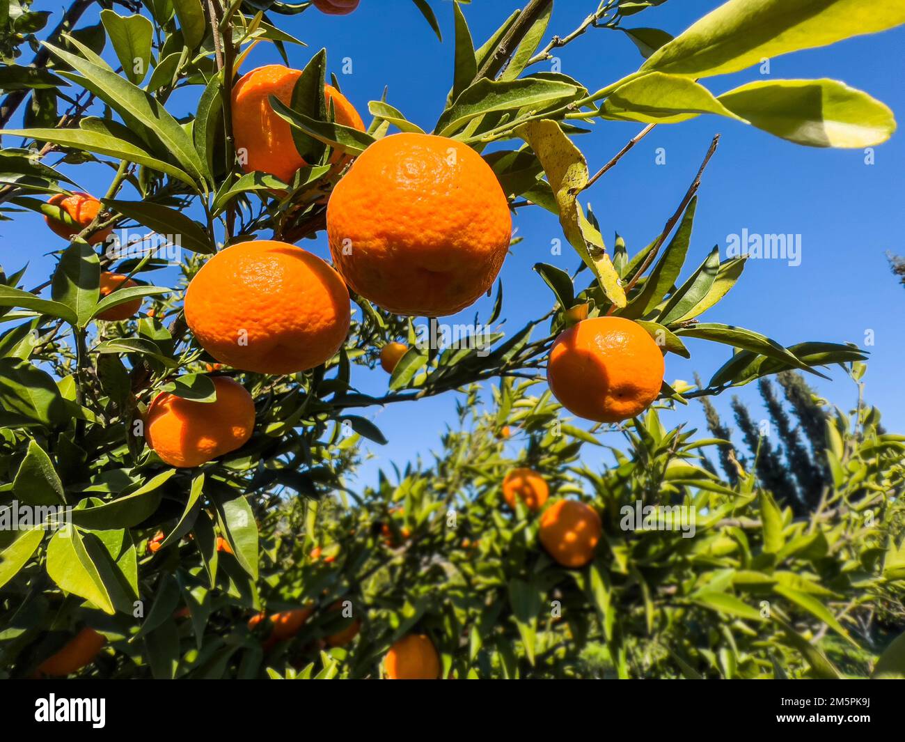Looking up on mandarin fruits on sunny day, close-up. Sun reflecting ...