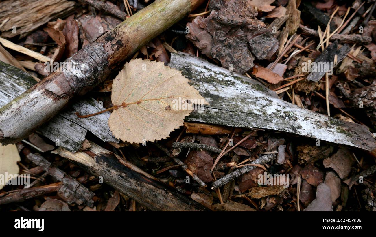 Fallen branches and leaf on woods' floor Stock Photo - Alamy