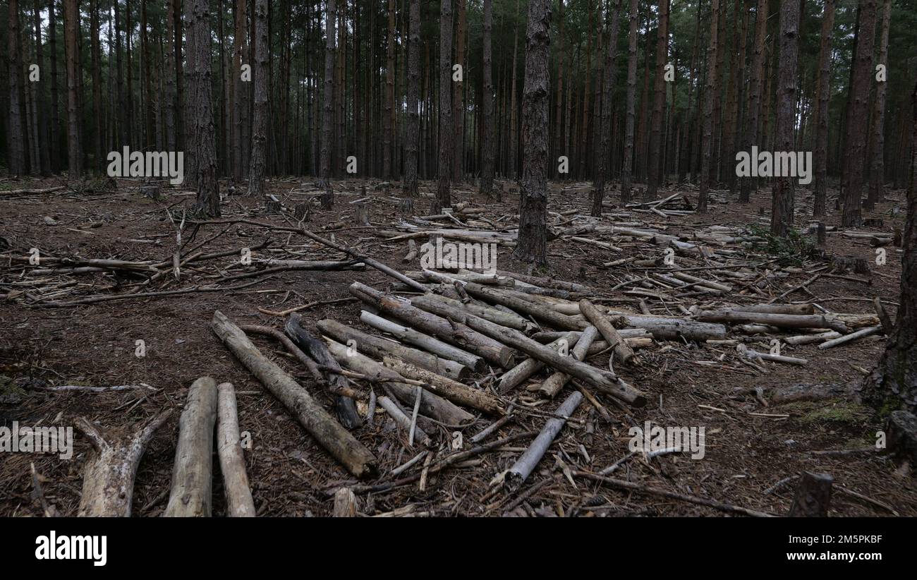 Fallen trees and branches in forest, woods Stock Photo - Alamy