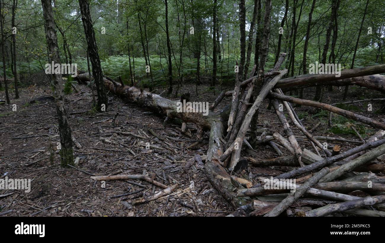 Fallen trees and branches in forest, woods Stock Photo - Alamy
