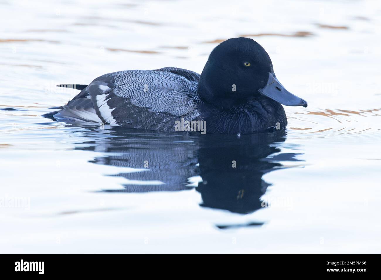 Poorly animals hi-res stock photography and images - Alamy