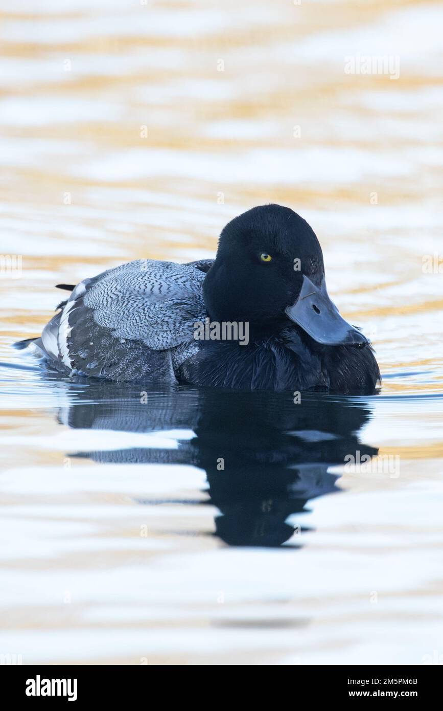Greater scaup drake hi-res stock photography and images - Alamy