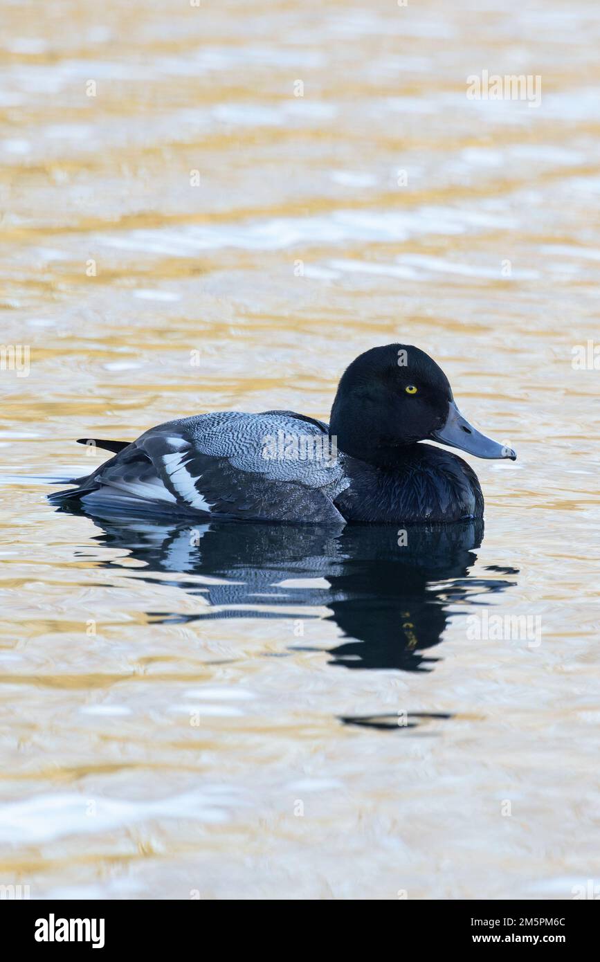 Greater Scaup (Aythya marila) first winter drake poorly drooping wing ...