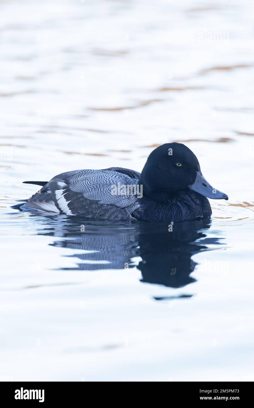 Greater Scaup (Aythya marila) first winter drake poorly drooping wing ...