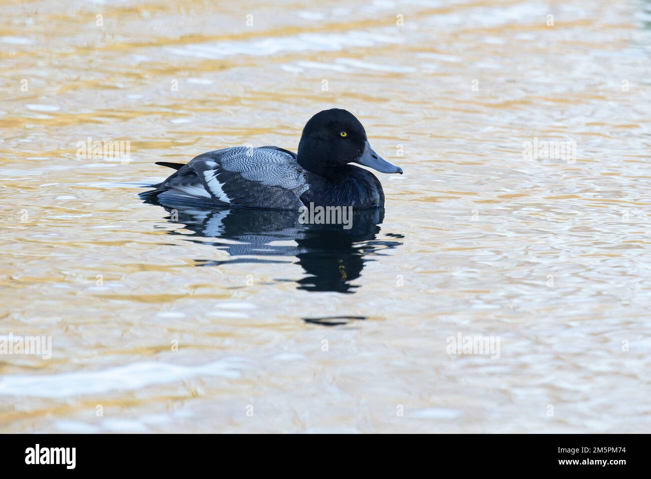 Drooping wings hi-res stock photography and images - Alamy