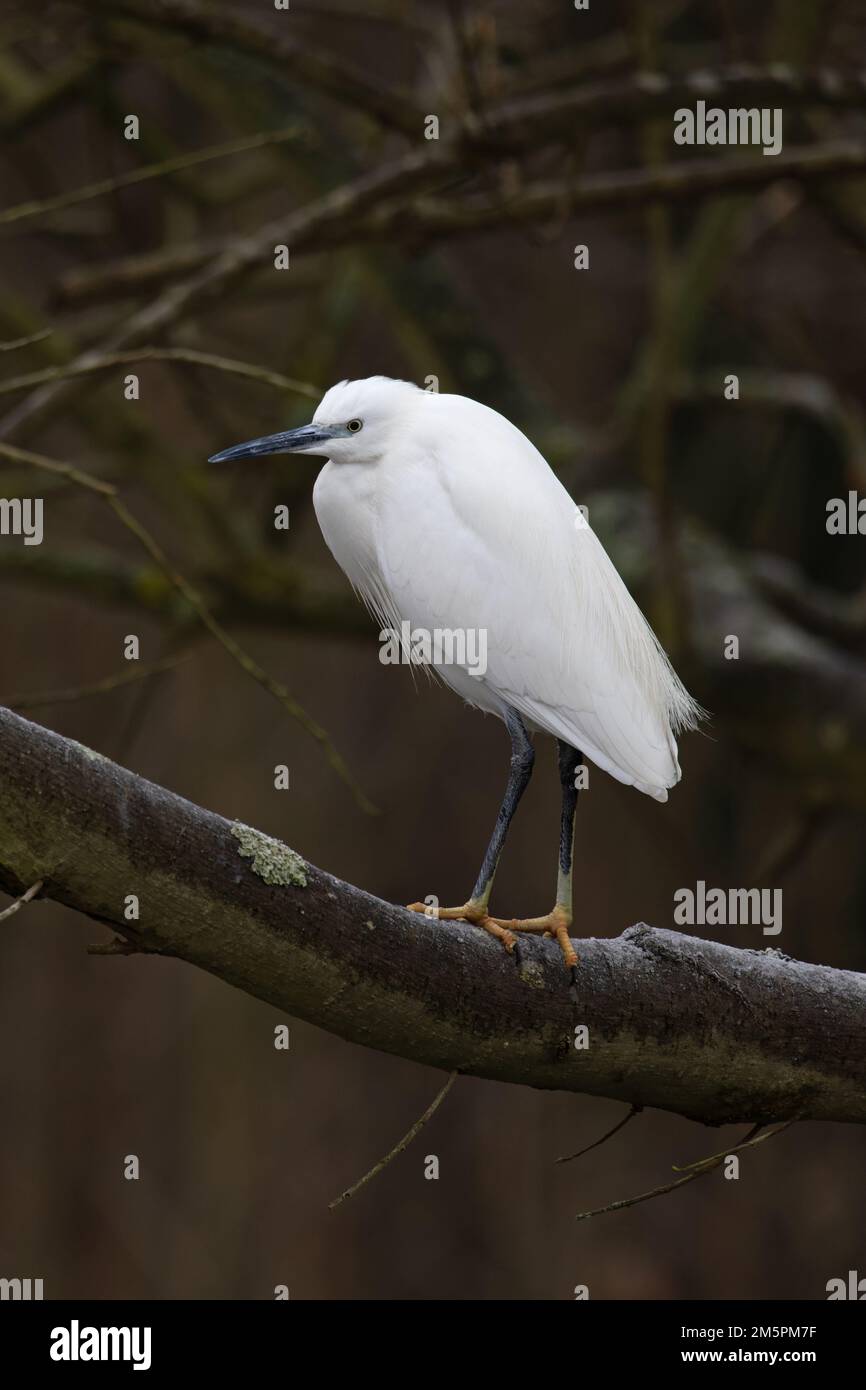Little Egret (Egretta garzetta) Whitlingham CP Norfolk UK GB December ...