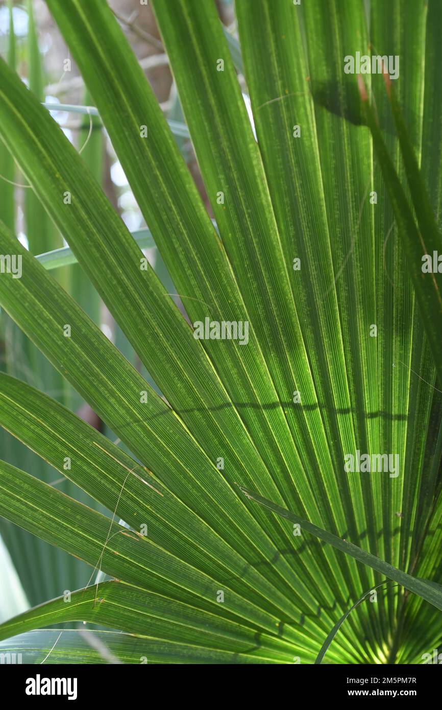 Botany palm frond hi-res stock photography and images - Alamy