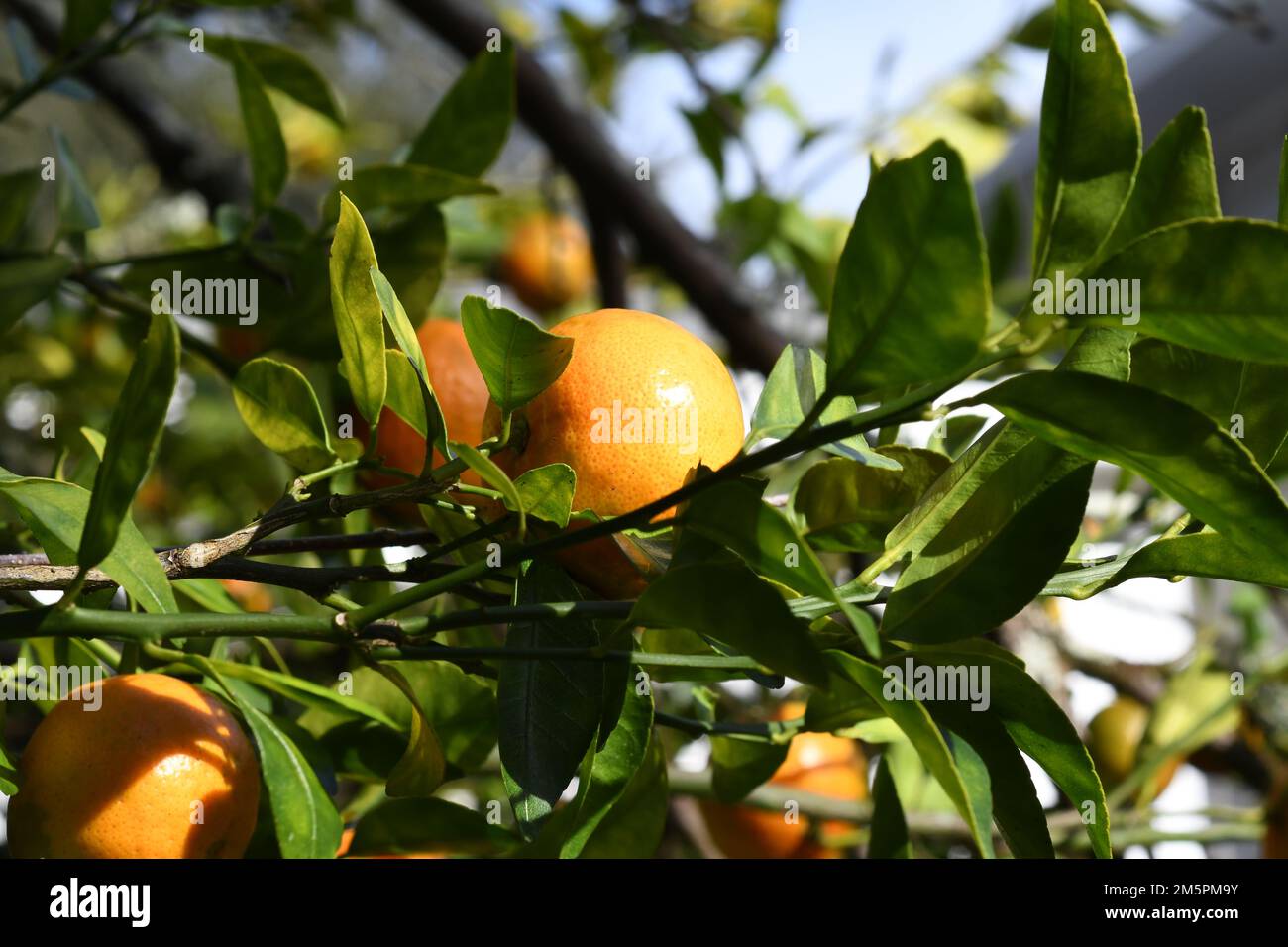 Florida orange tree Stock Photo - Alamy