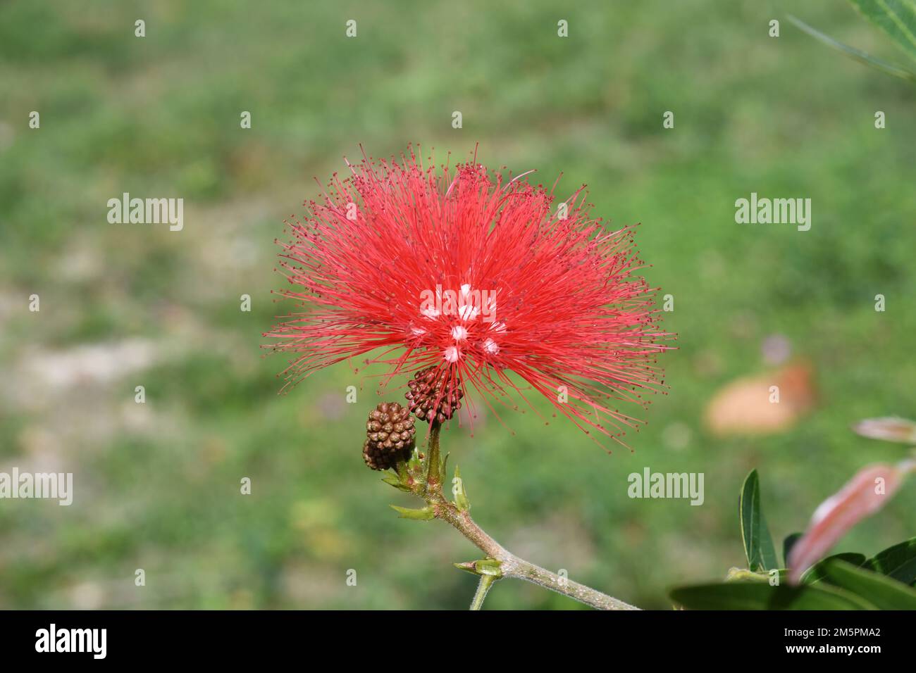 Calliandra tweediei red powder puff plant Stock Photo - Alamy