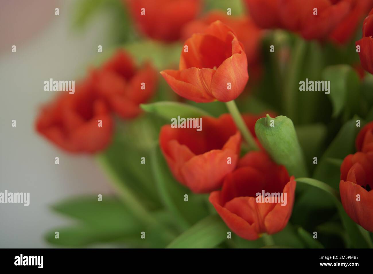 blooming red tulip flower bouquet decorating in vase Stock Photo - Alamy