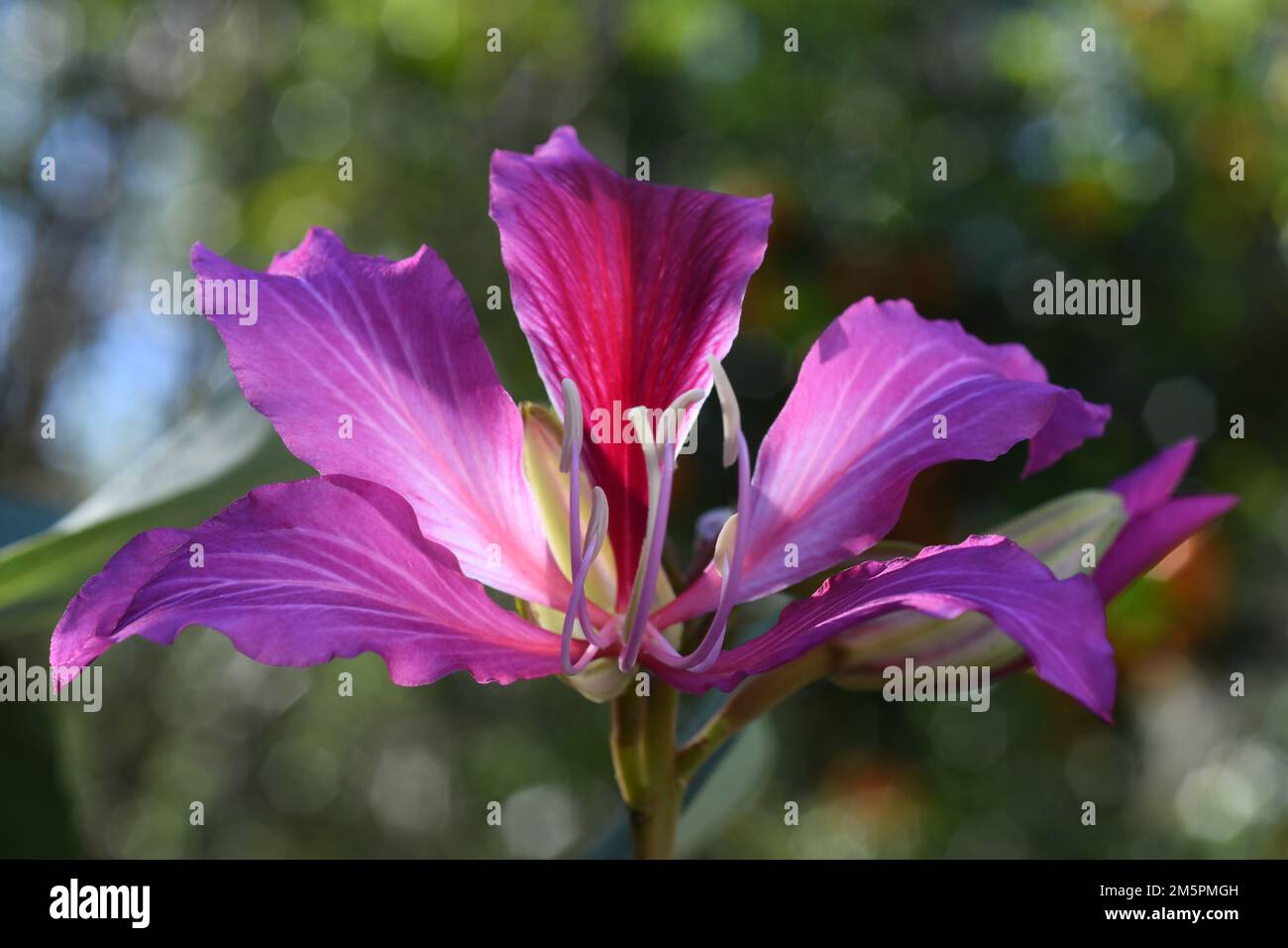 Orchid tree hi-res stock photography and images - Alamy